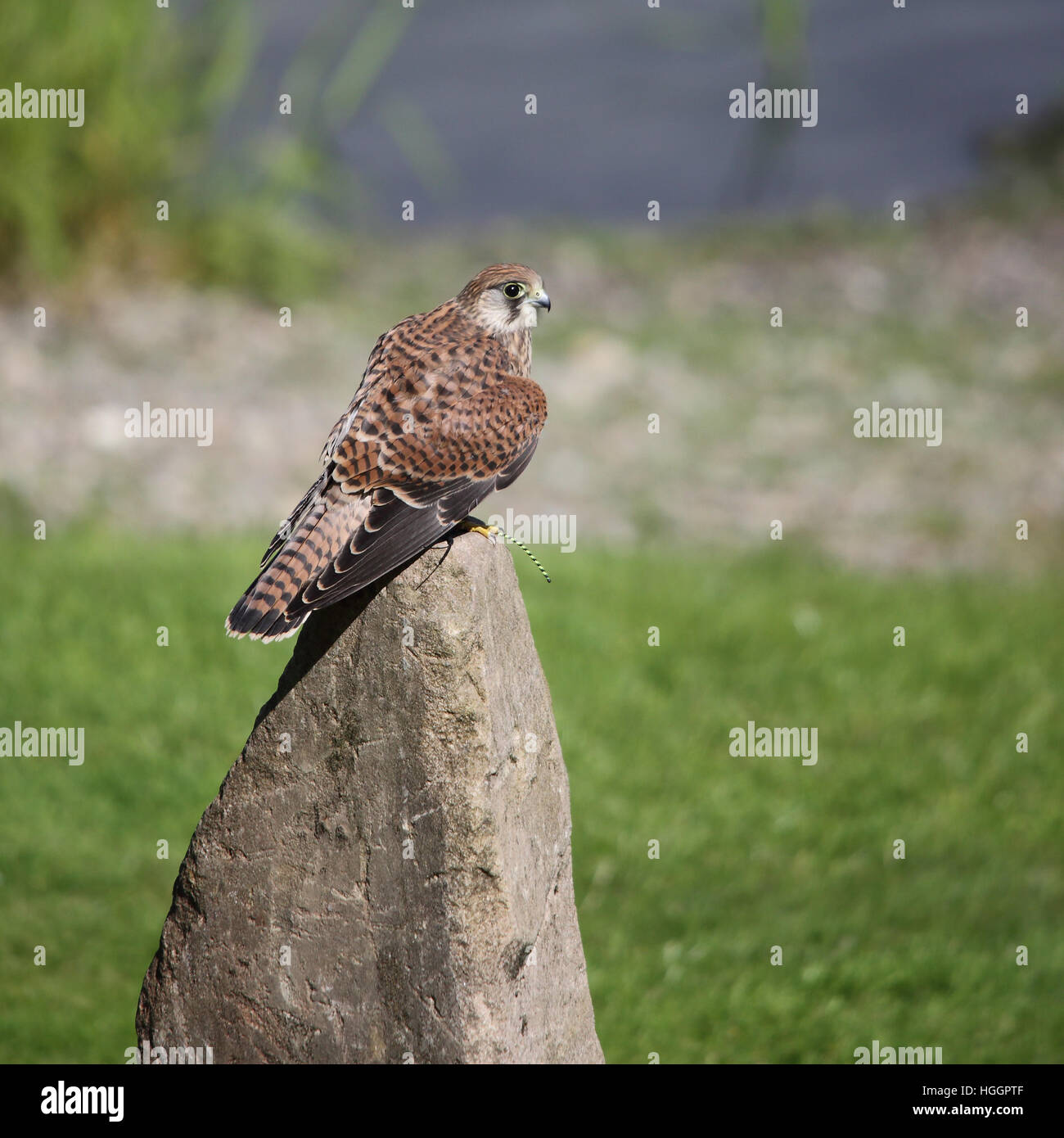 Common Kestrel, also known as European Kestrel, Eurasian Kestrel, Old ...