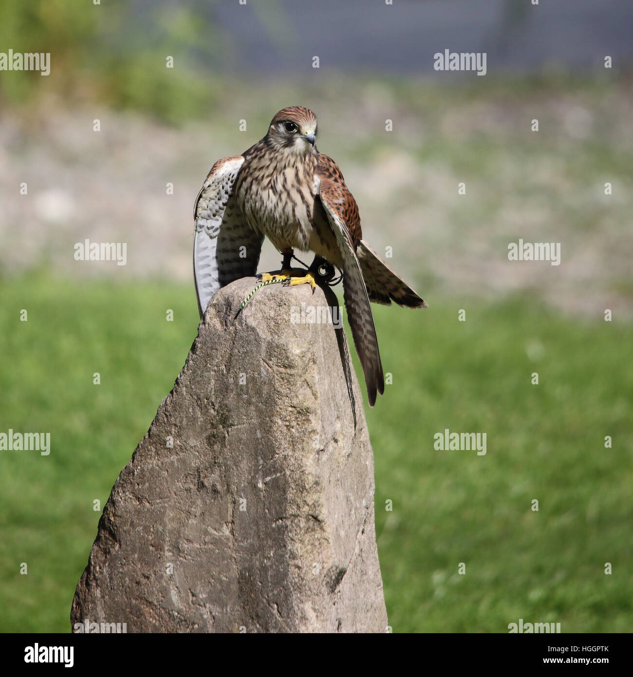 Common Kestrel, also known as European Kestrel, Eurasian Kestrel, Old ...