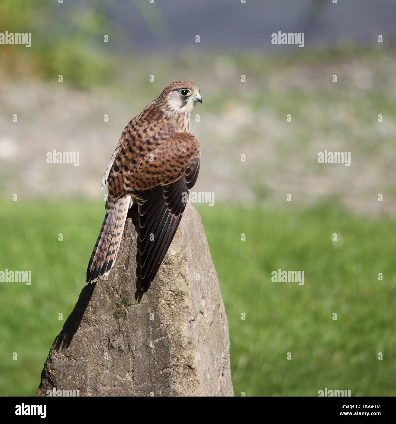 Perched kestrel on rock hi-res stock photography and images - Alamy