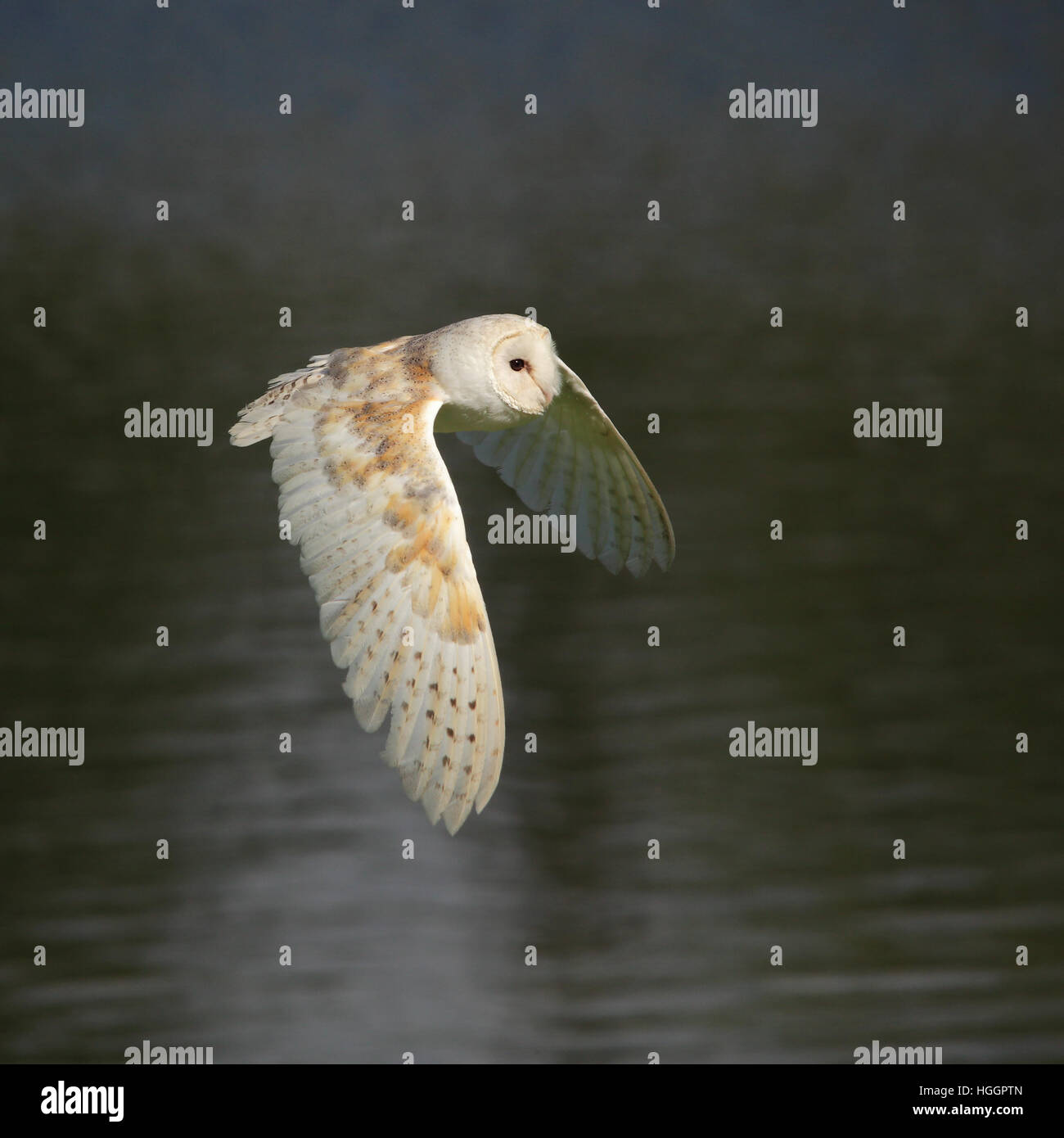 Common Barn Owl, also known as Barn Owl, in flight above calm water ...