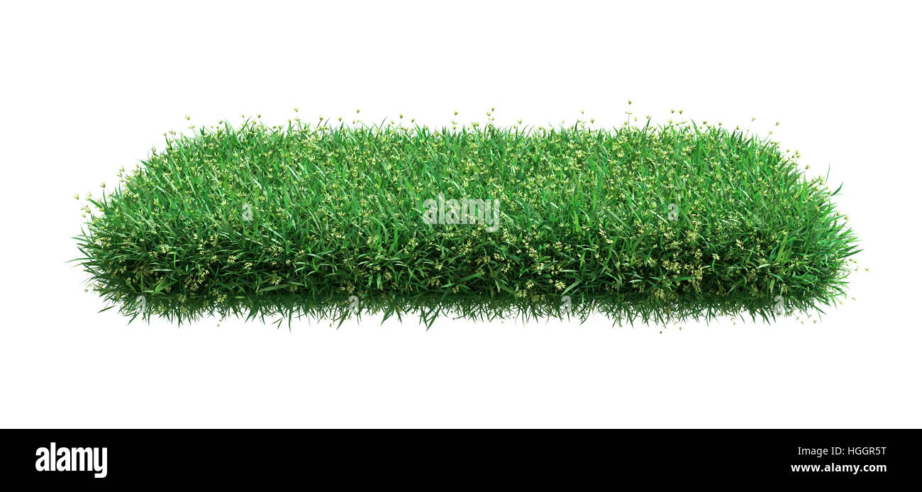 Square of green grass field over white background Stock Photo - Alamy