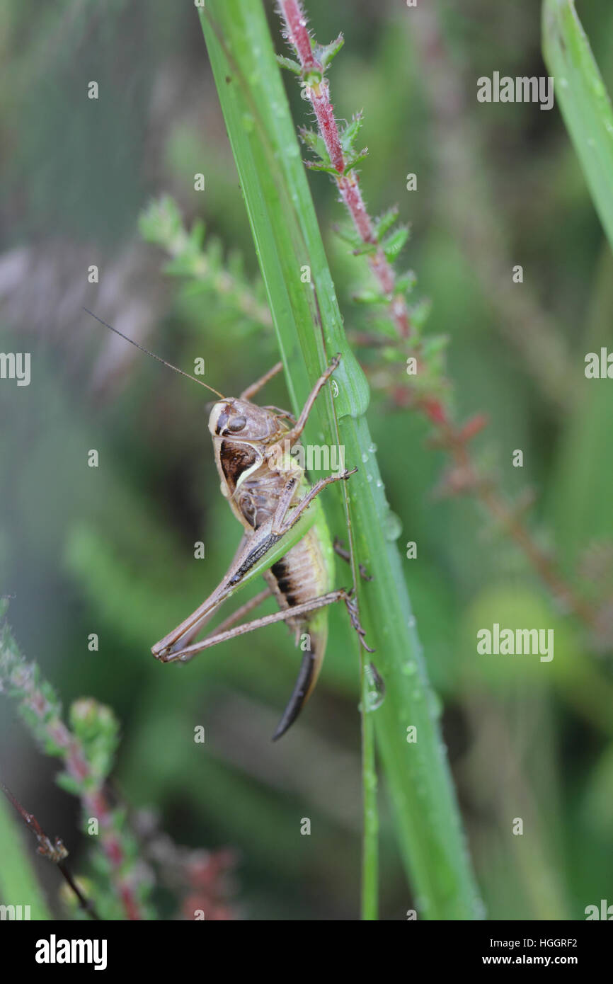 Adult female Bog Bush-cricket (Metrioptera brachyptera) on a wet ...