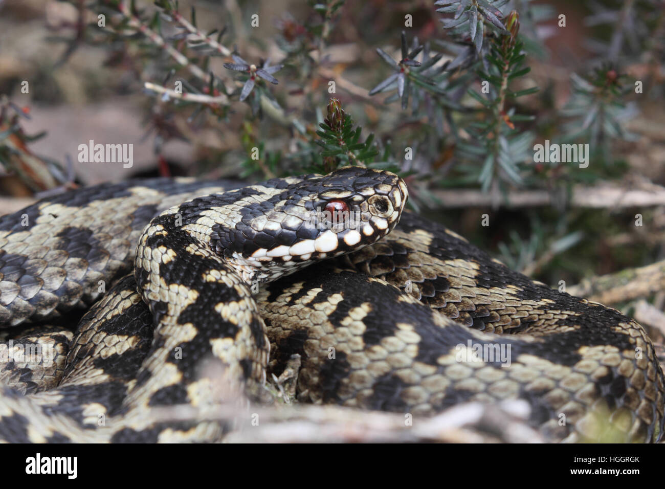 European adder hi-res stock photography and images - Alamy