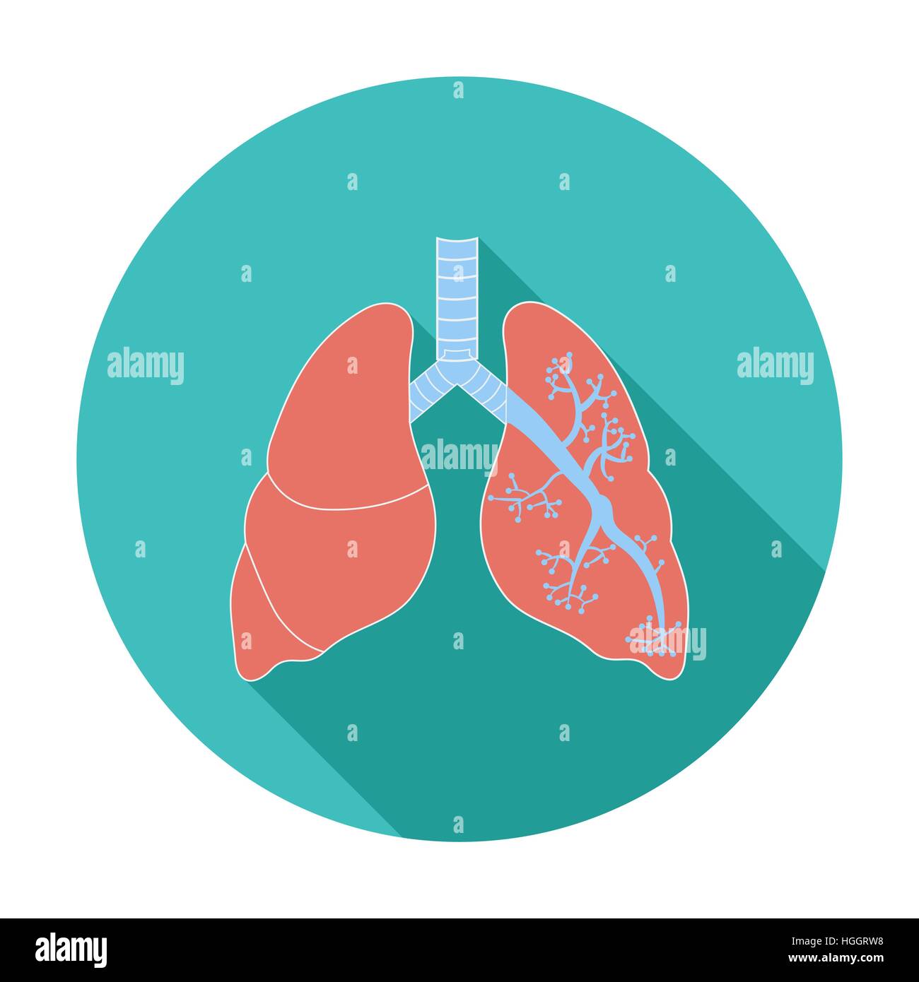 Bronchiole vector vectors hi-res stock photography and images - Alamy