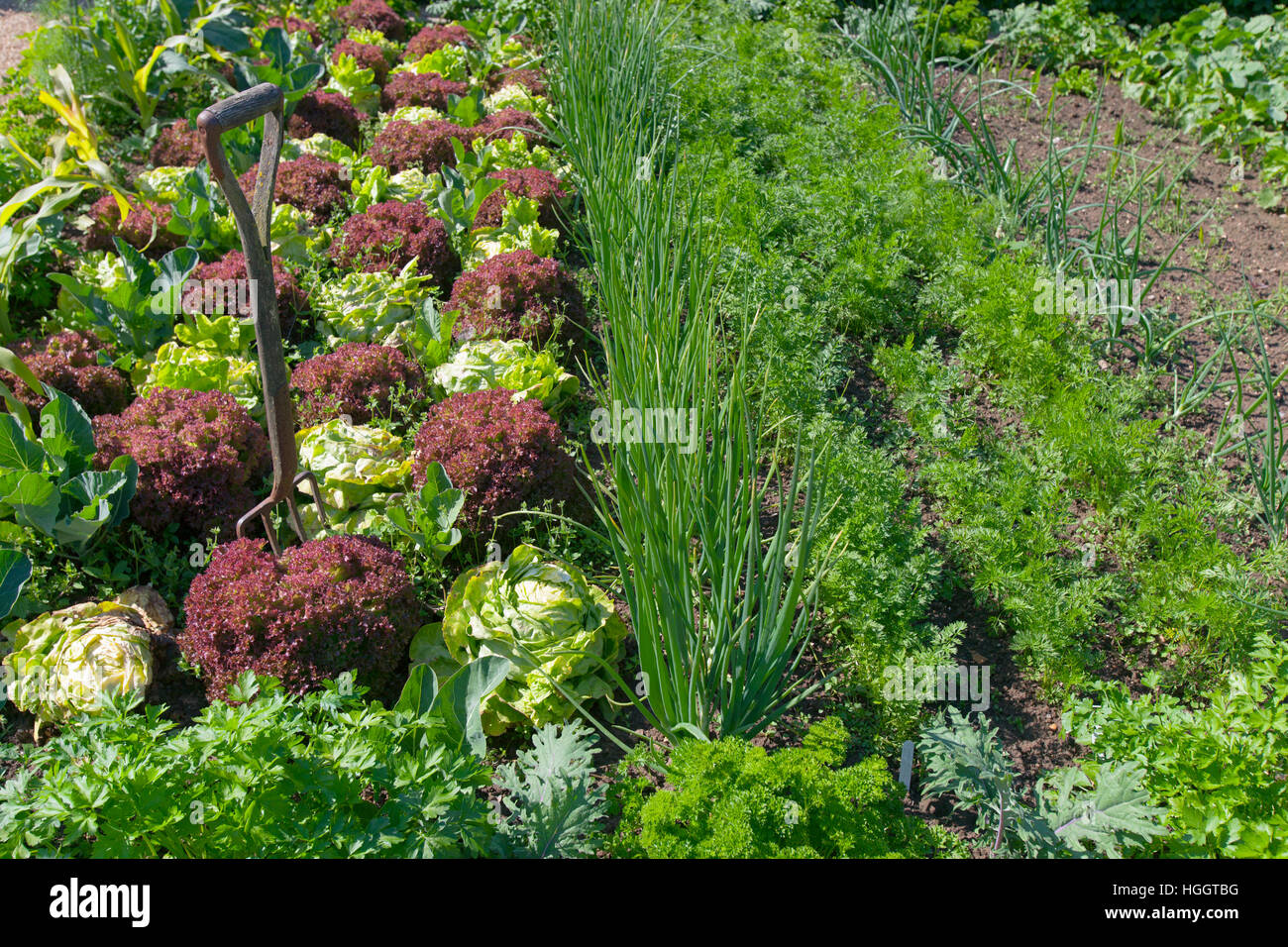 Lettuce varieties cos and lollo rosso in decorative vegetable patch ...
