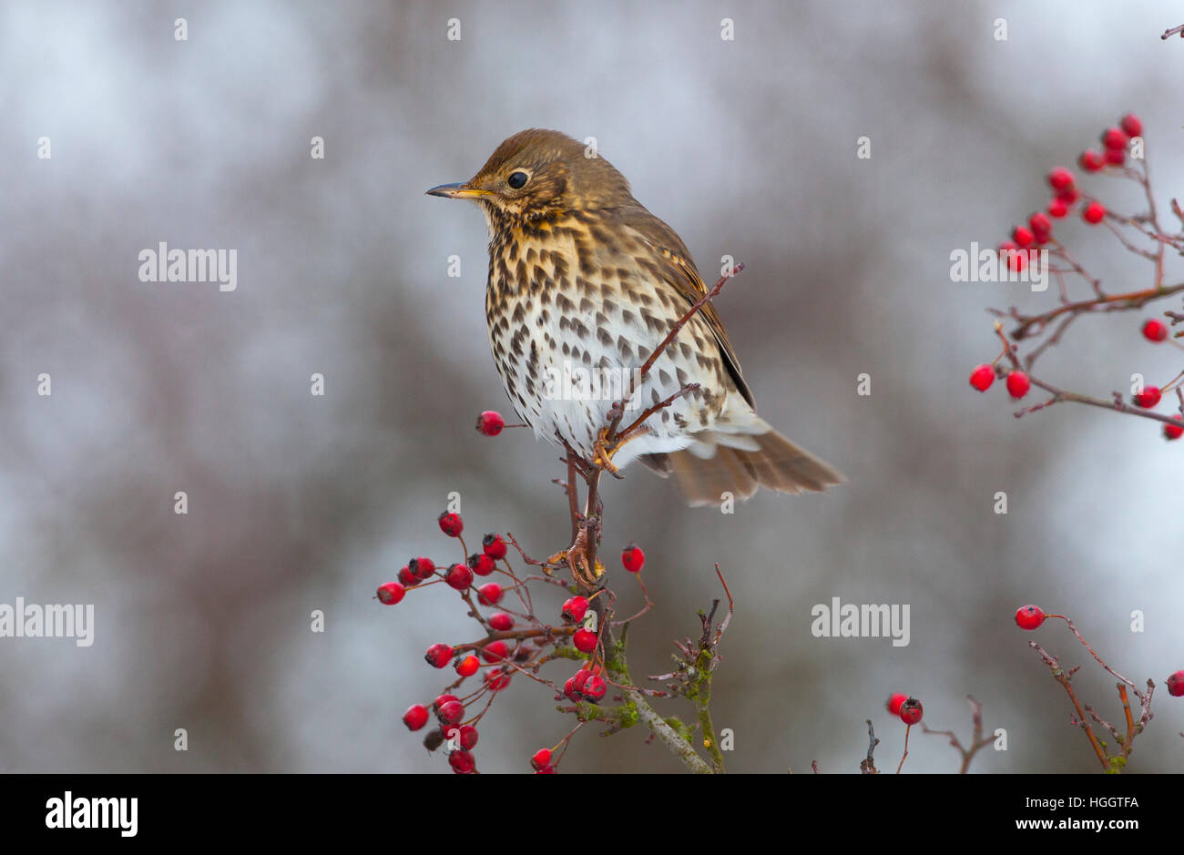 Song thrush eating worms hi-res stock photography and images - Alamy