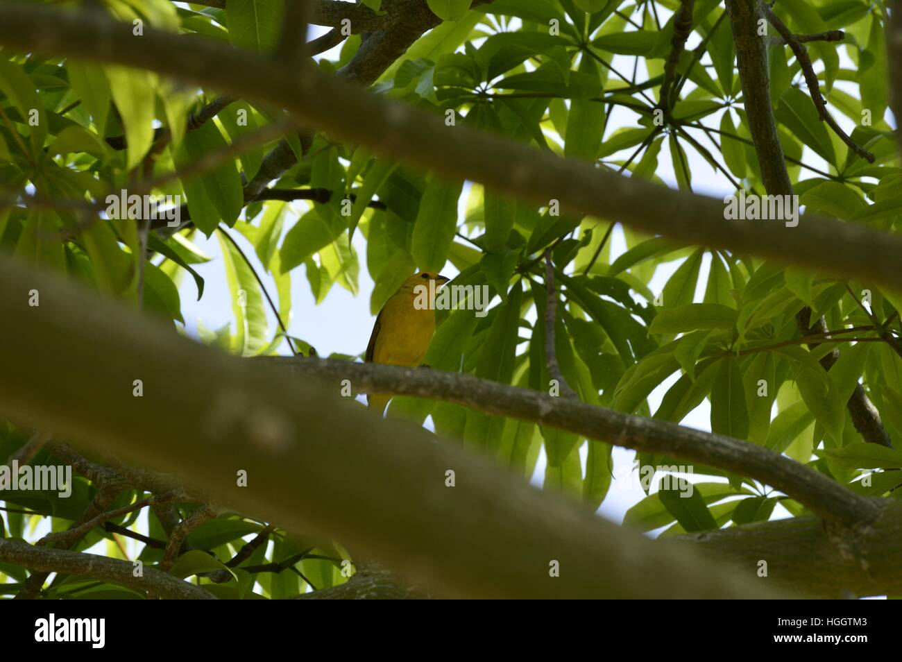 Venezuelan birds hi-res stock photography and images - Alamy