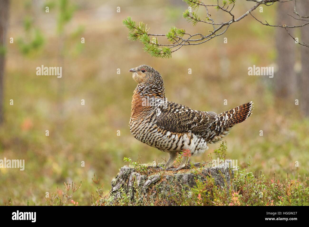 Standing hen hi-res stock photography and images - Alamy