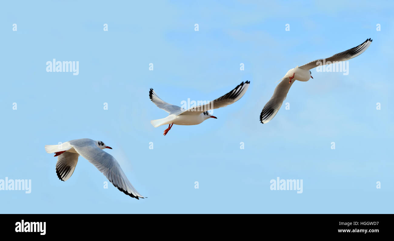 Flight sequence of seagull. Three birds in blue sky in sequence of ...