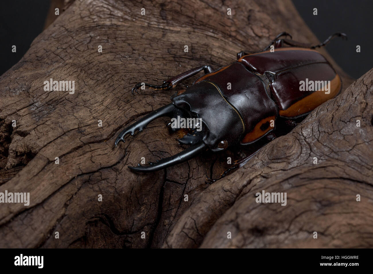 Orange striped stag beetle hi-res stock photography and images - Alamy