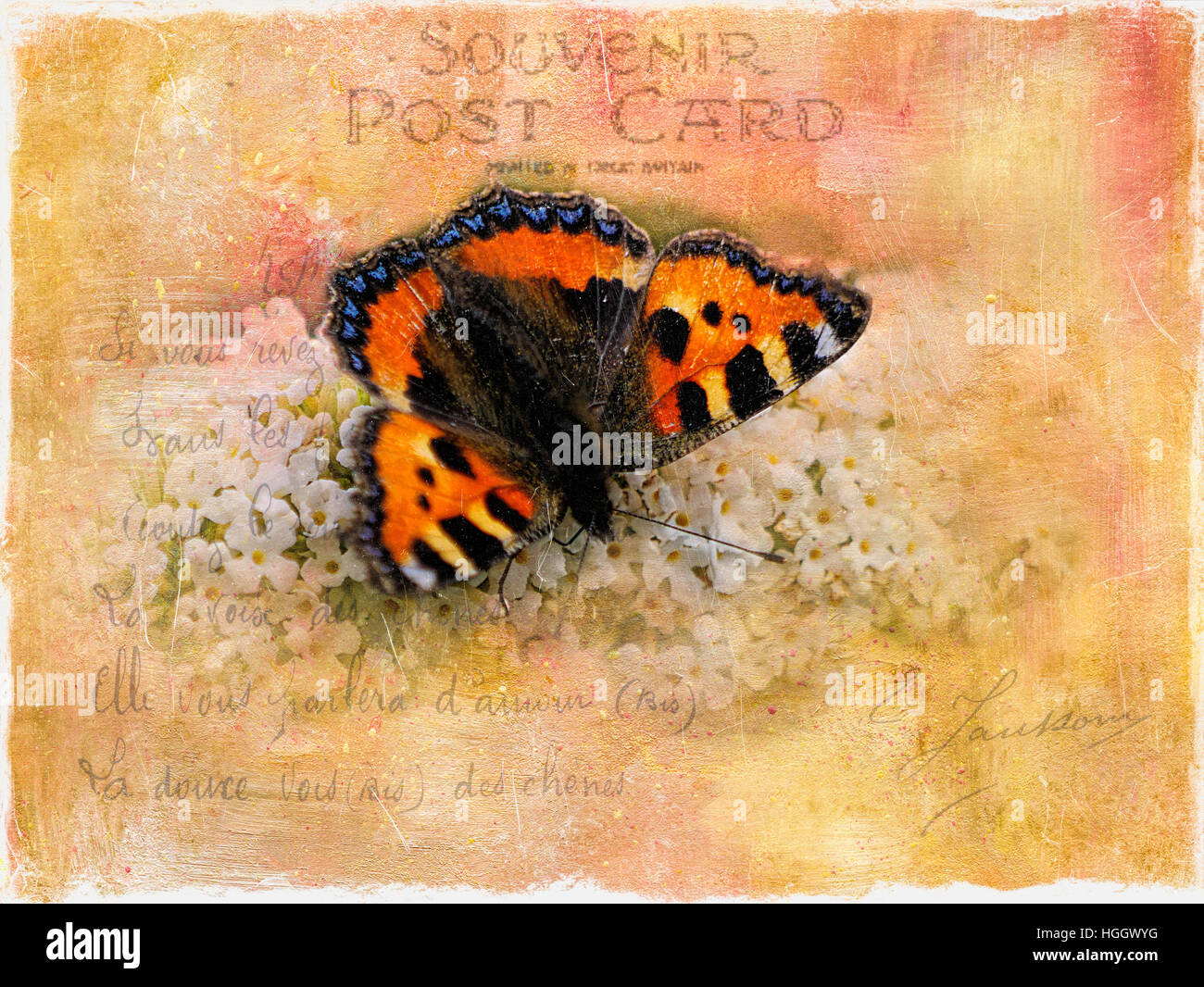 Butterfly Postcard High Resolution Stock Photography and Images - Alamy