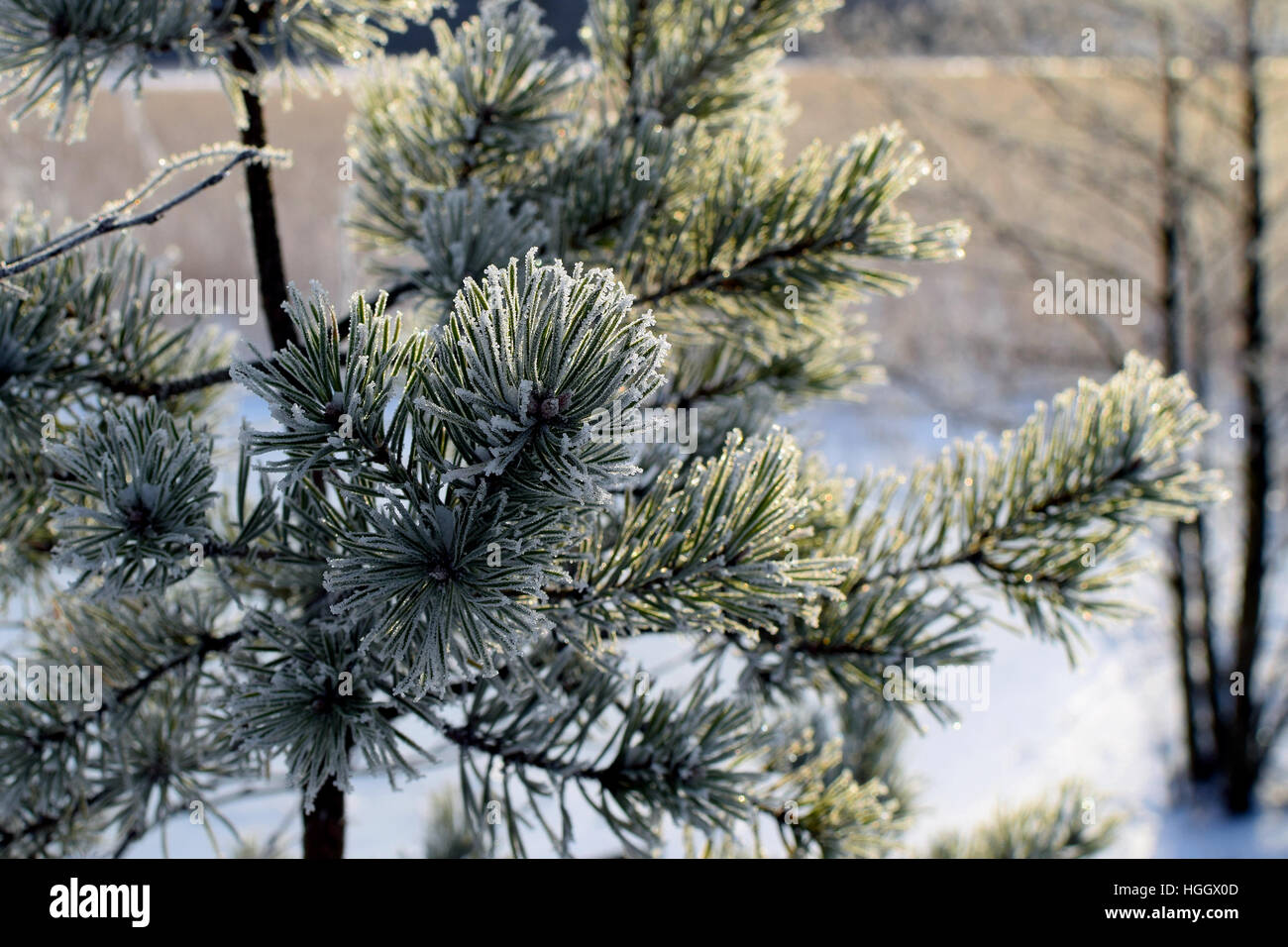 Rime on pine Stock Photo - Alamy