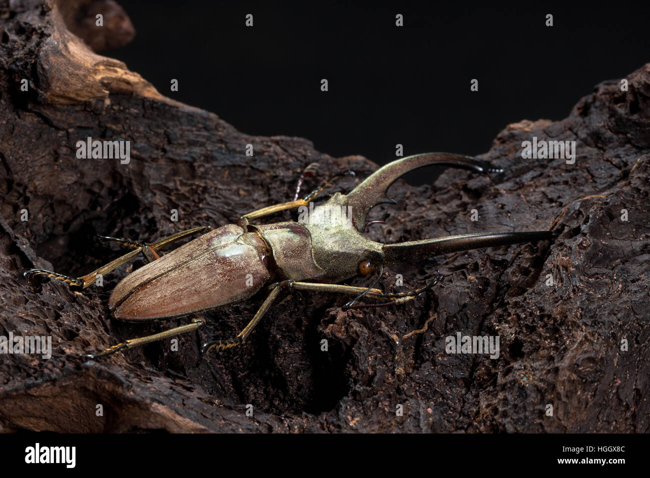 Golden Stag Beetle Dried on stump wood Stock Photo - Alamy