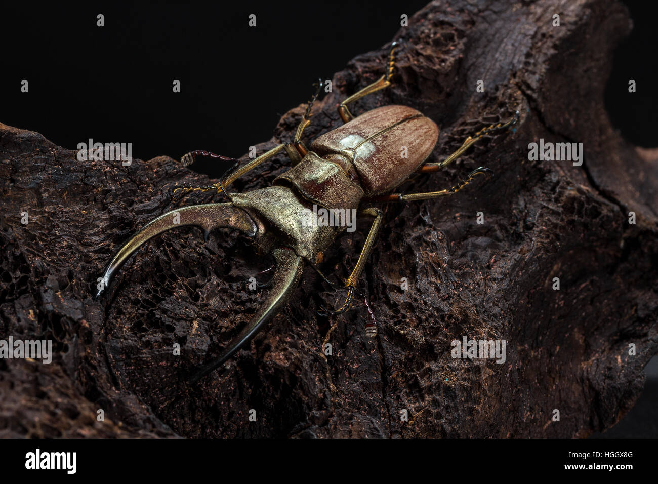 Golden Stag Beetle Dried on stump wood Stock Photo - Alamy