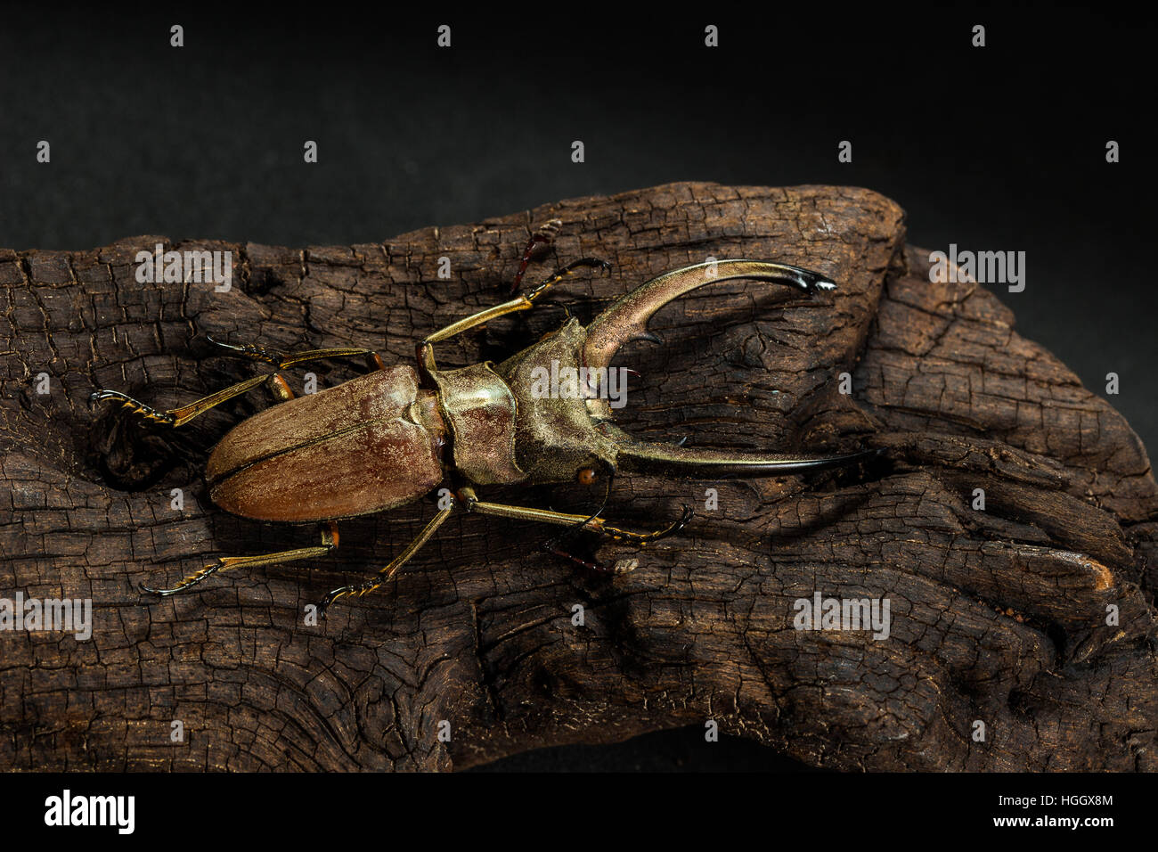 Golden Stag Beetle Dried on stump wood Stock Photo - Alamy