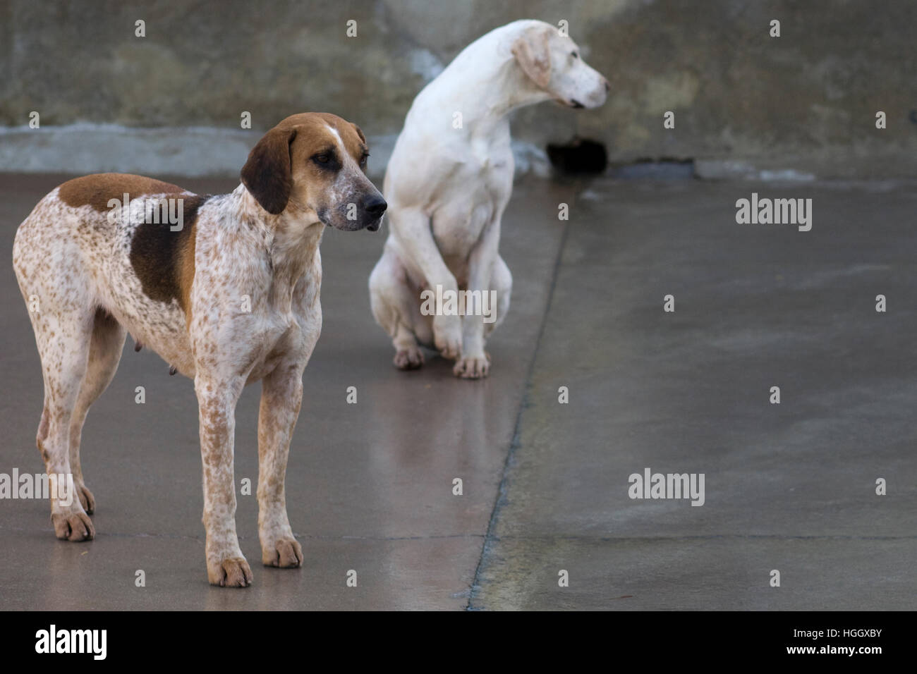 English foxhound hunting hi-res stock photography and images - Alamy