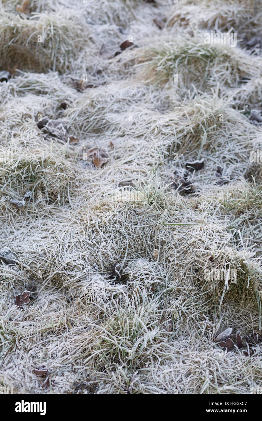 Hoar frost on dead grass hi-res stock photography and images - Alamy