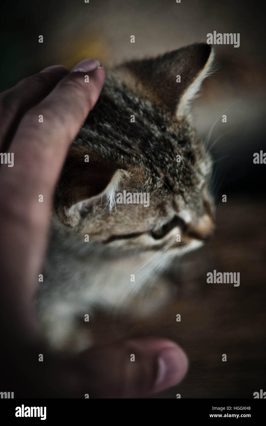 cat, cute cat, cute animal, cutest cat, hand cat, honest cat, CAT,pet ...