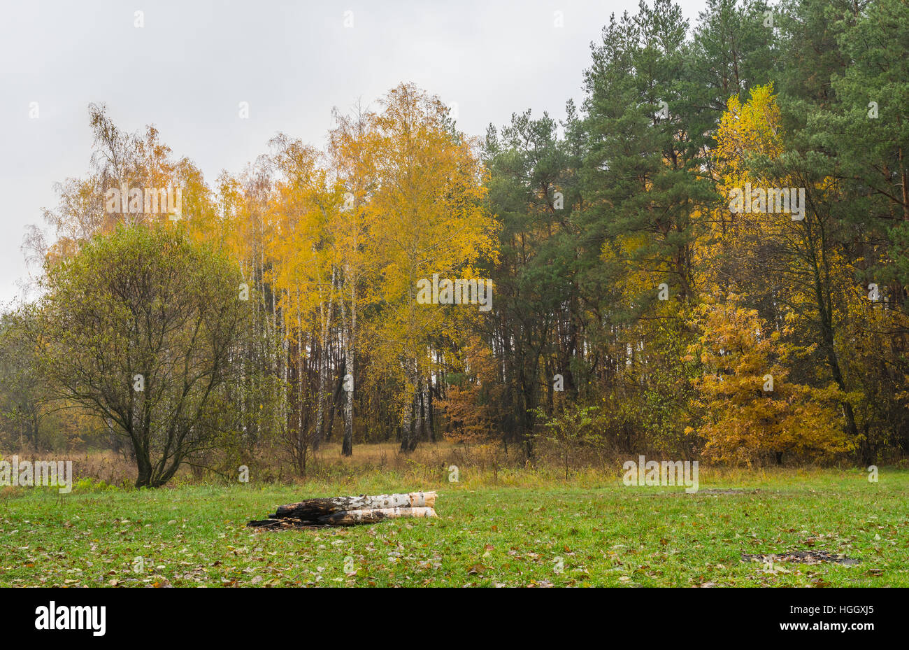 Pine birch forest hi-res stock photography and images - Alamy