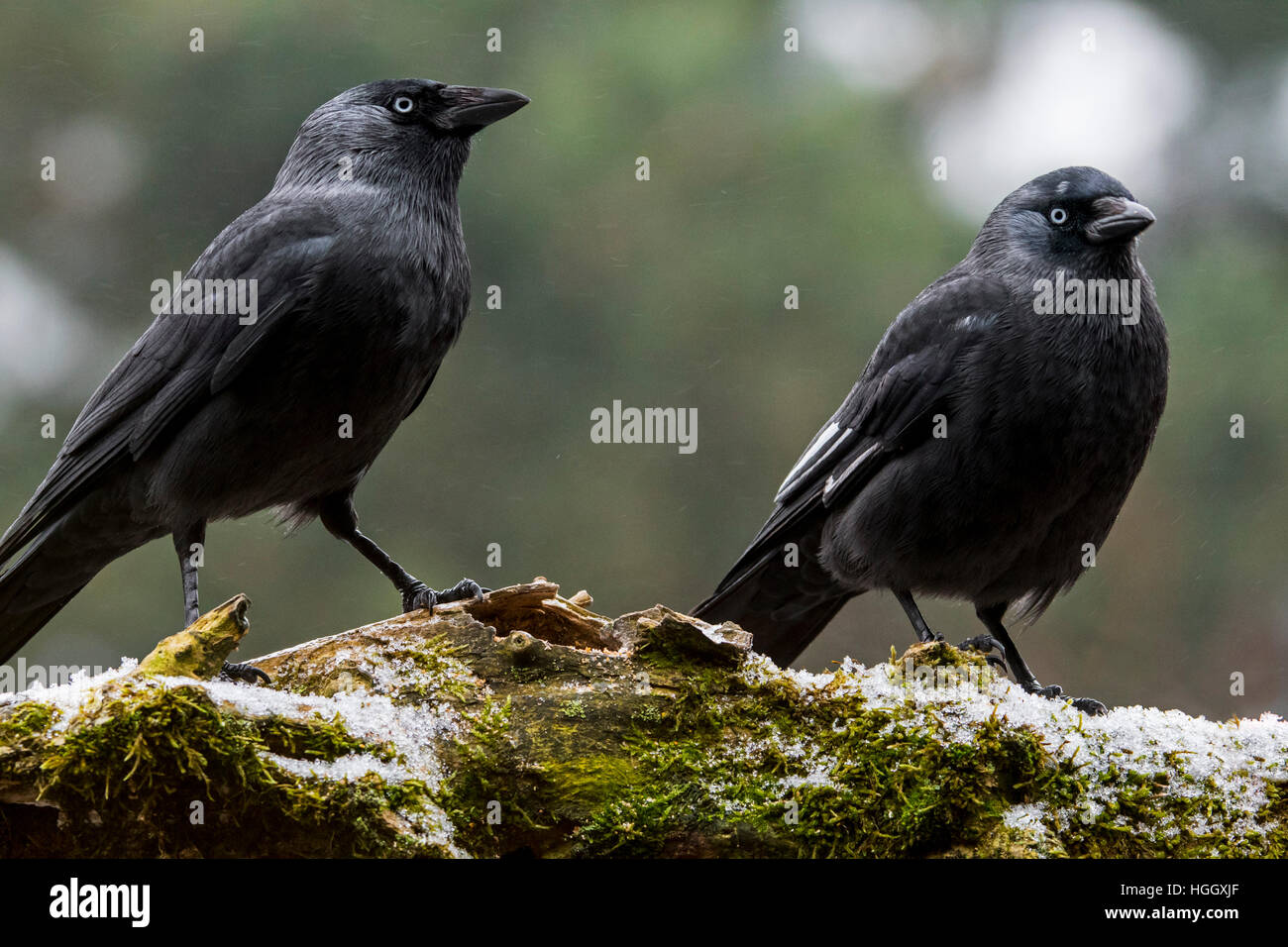 Partial leucism hi-res stock photography and images - Alamy