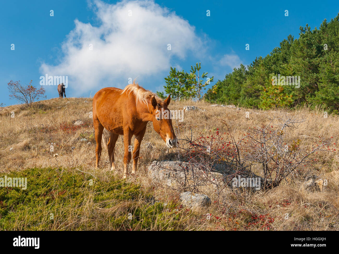 Tatar horse hi-res stock photography and images - Alamy
