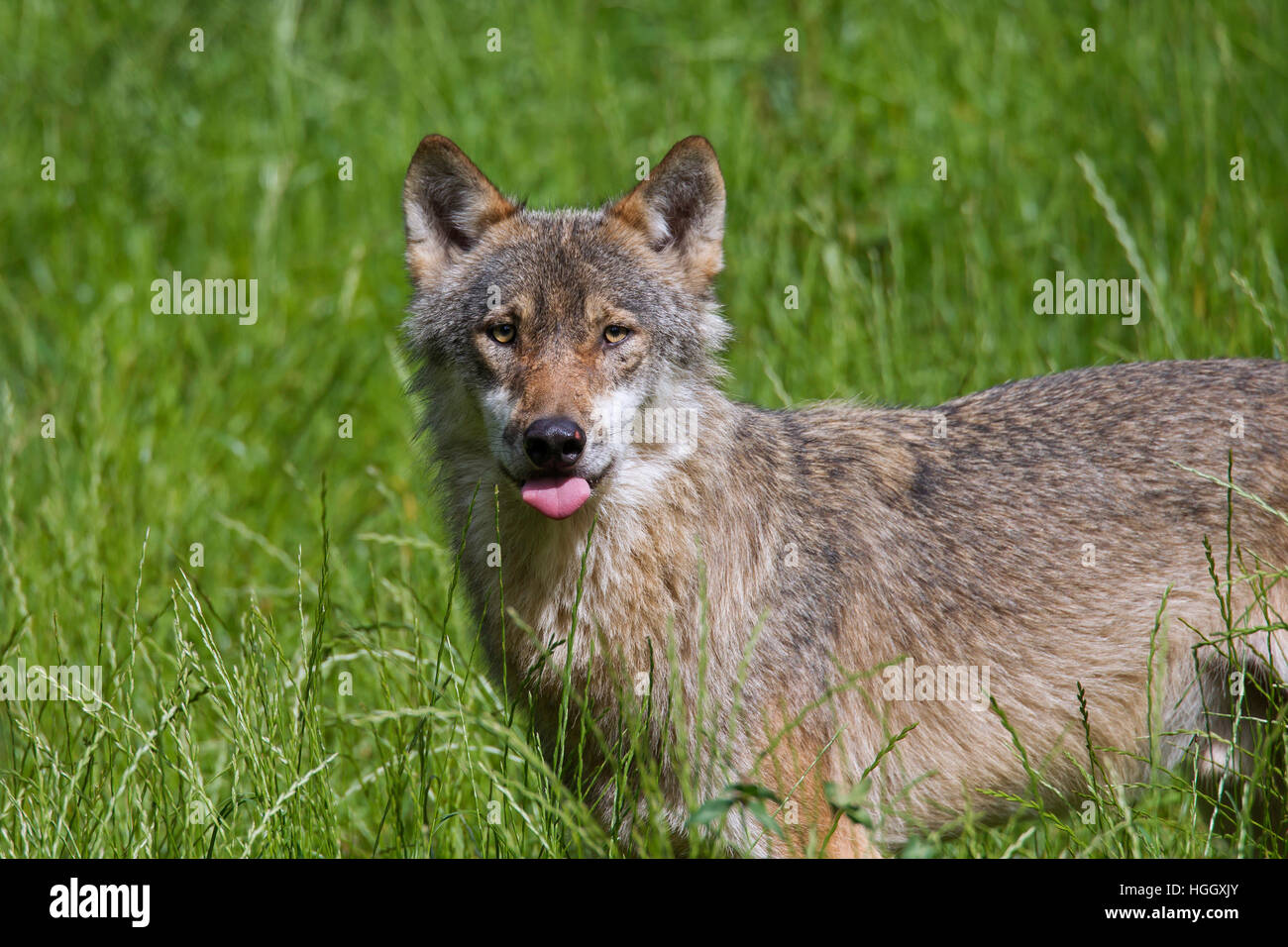 Close up portrait of solitary gray wolf / grey wolf (Canis lupus) in ...