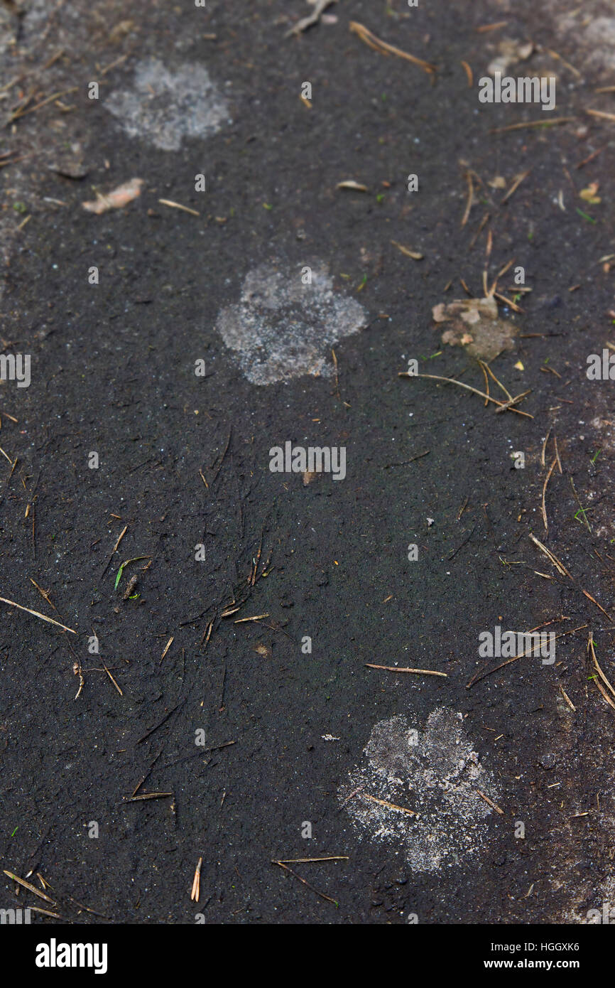 Close up of gray wolf / grey wolf (Canis lupus) footprints in the mud ...