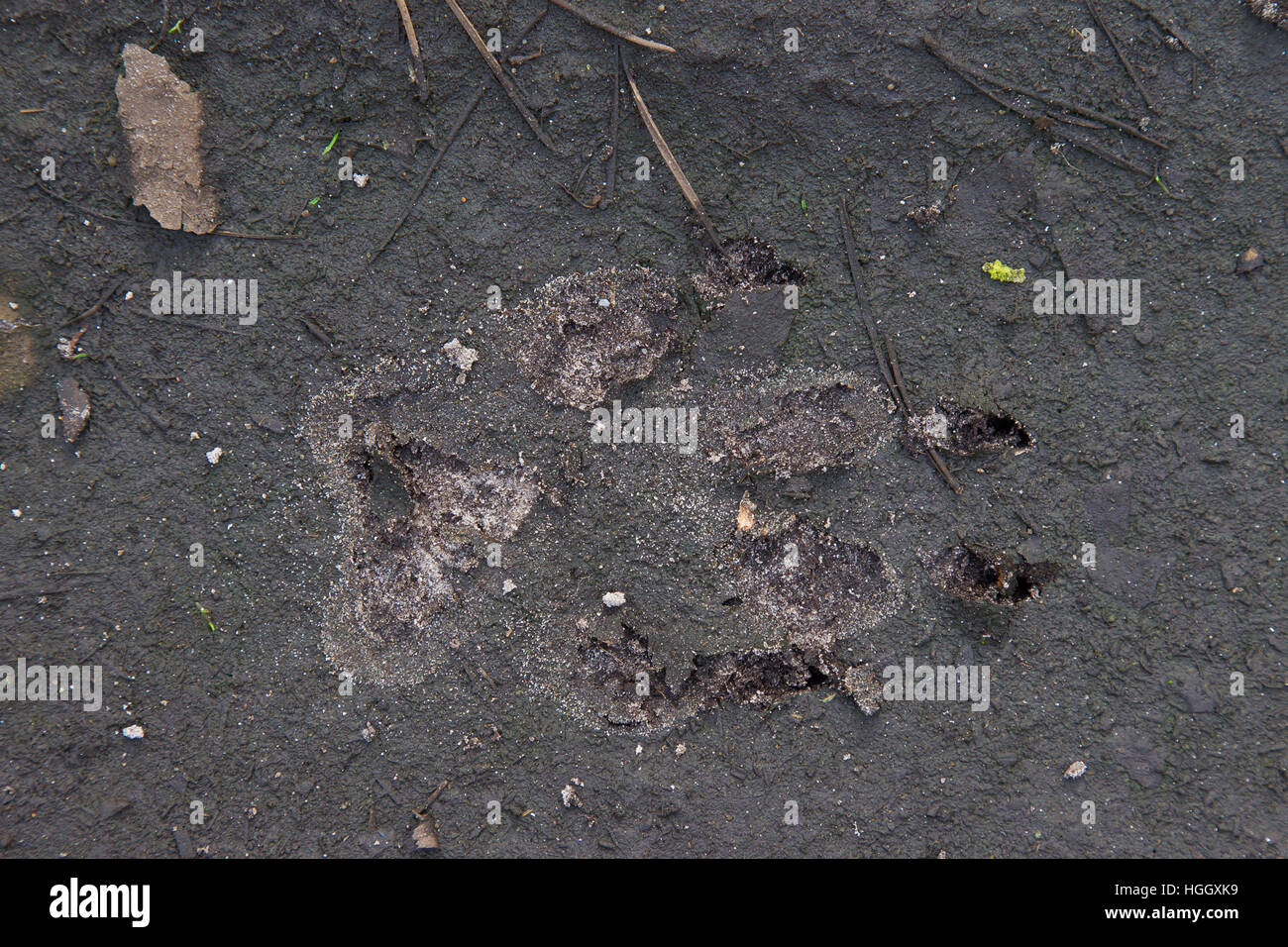 Close up of gray wolf / grey wolf (Canis lupus) footprint in the mud ...