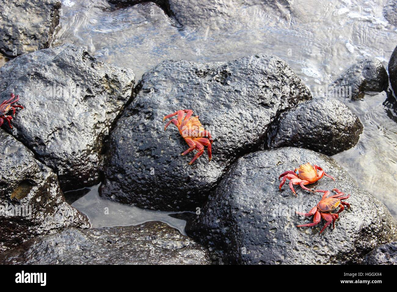 crabs on a rock Stock Photo - Alamy