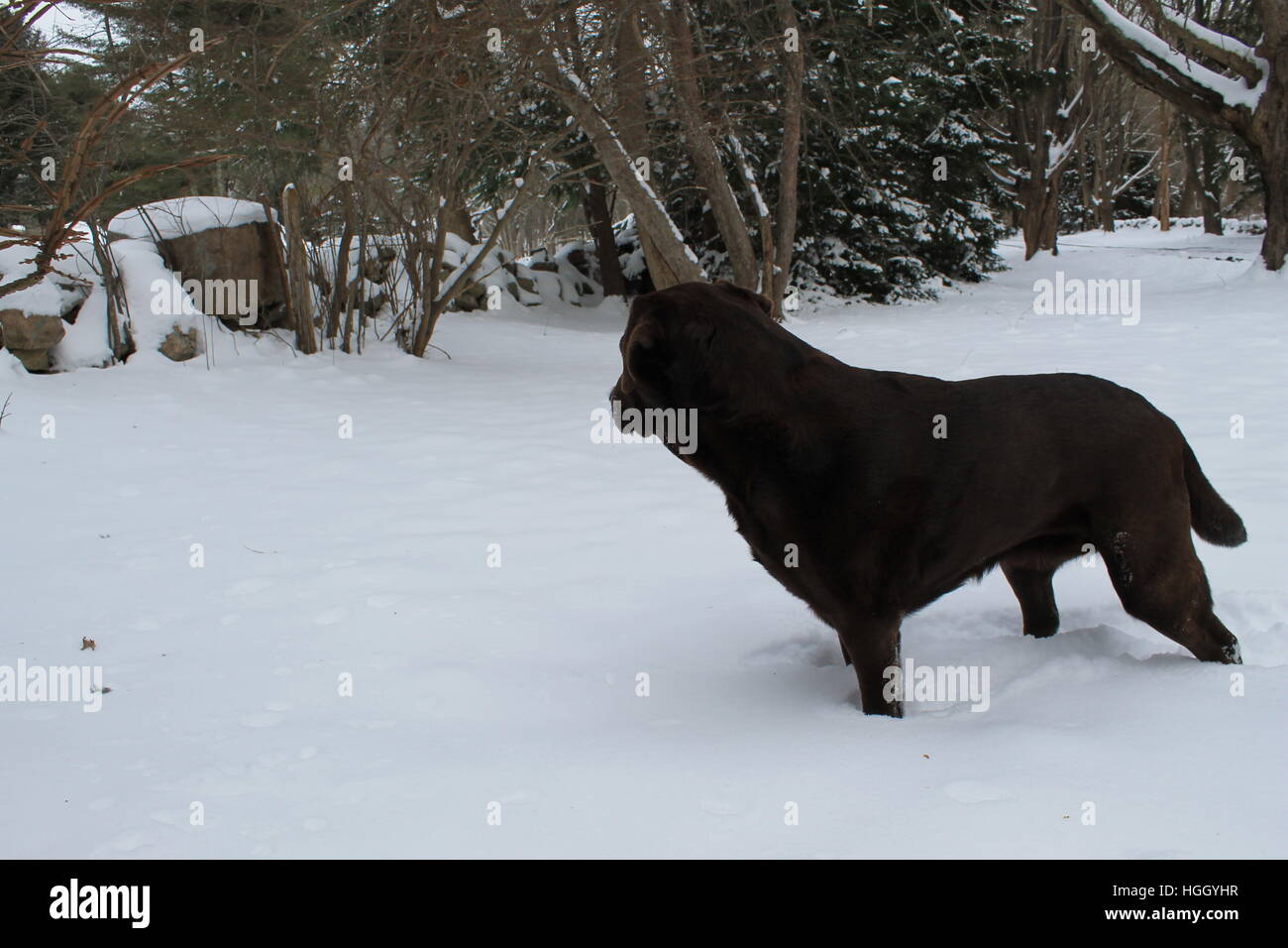 Lab in snow hi-res stock photography and images - Alamy