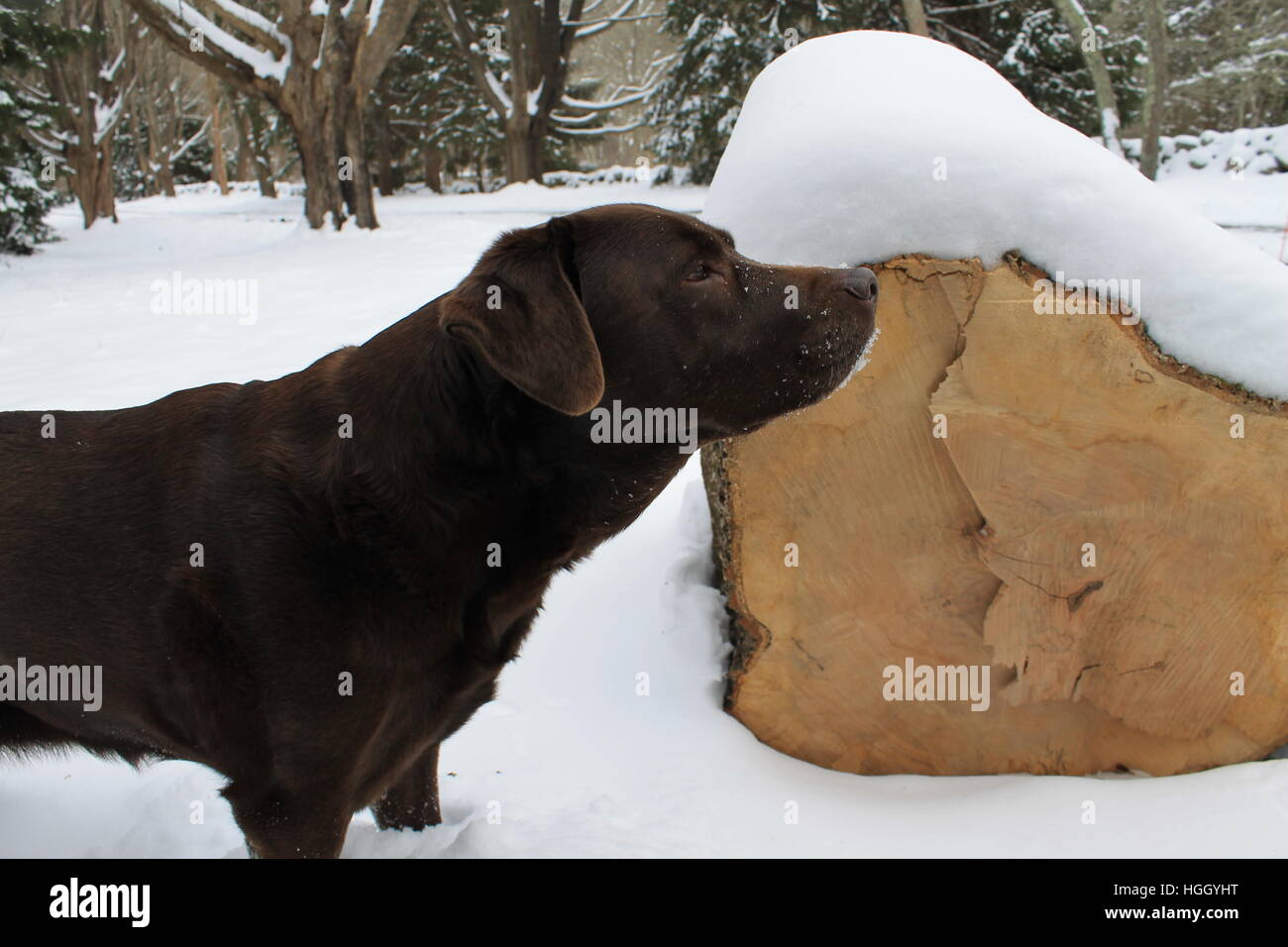 Chocolate lab in the snow next to tree stump Stock Photo - Alamy