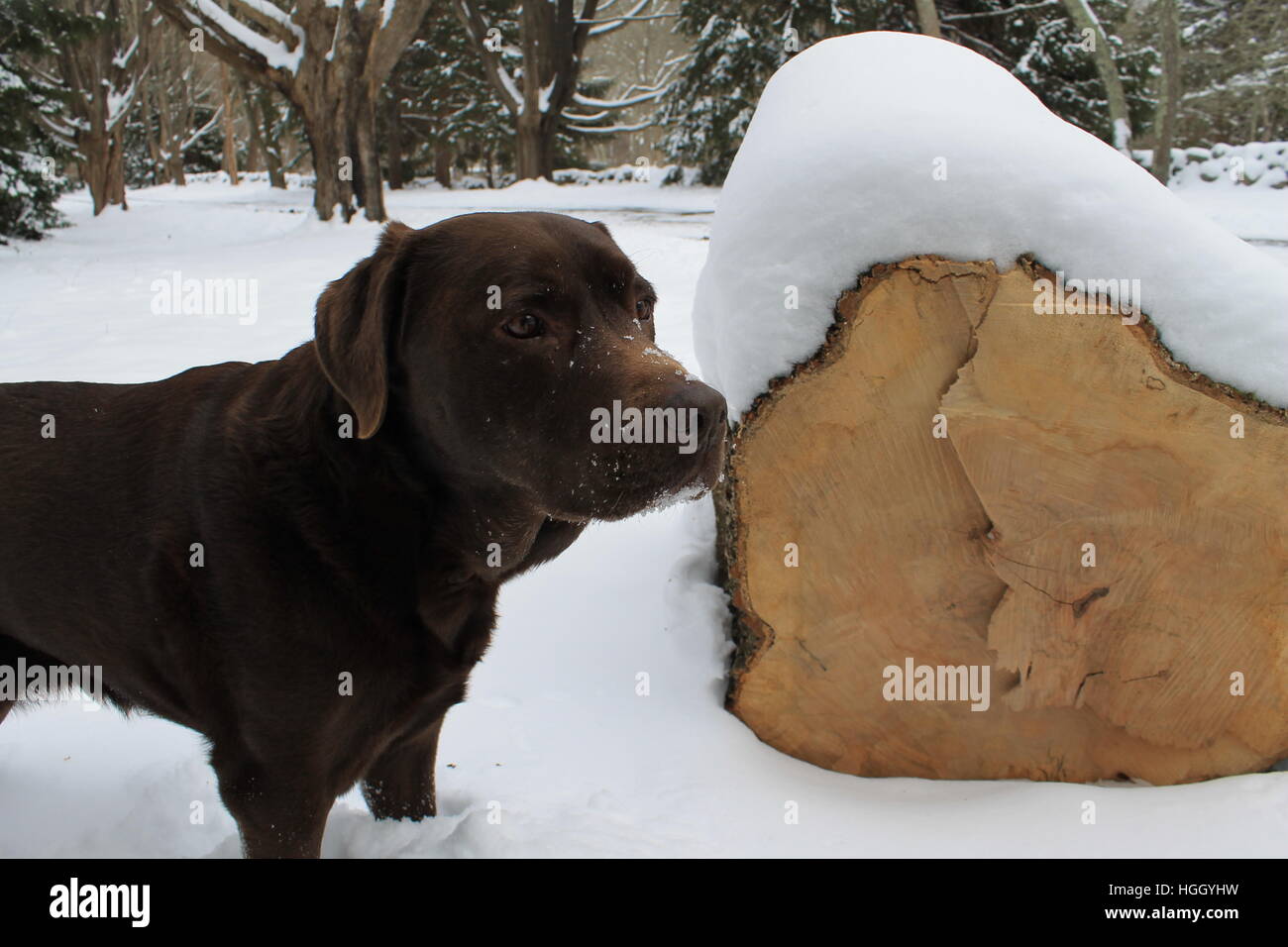 Chocolate lab in the snow next to tree stump Stock Photo - Alamy