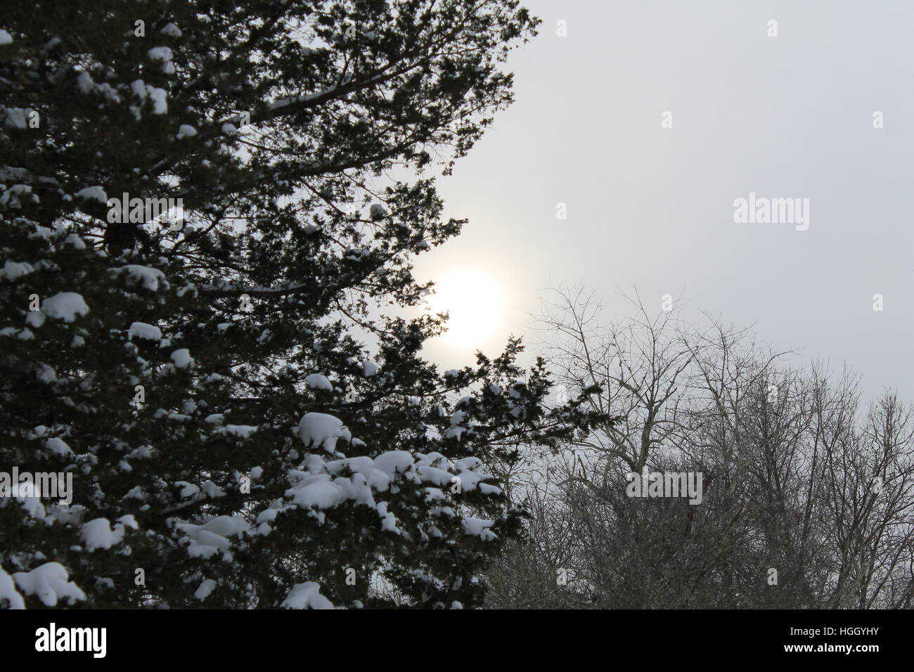 tree with snow on it and sun behind Stock Photo - Alamy