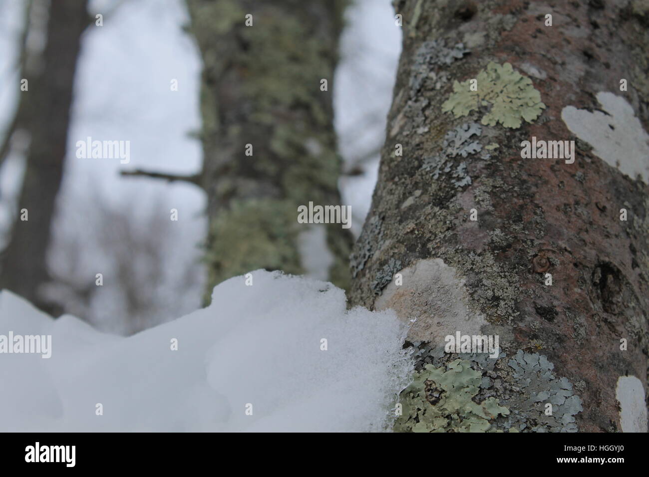 tree with snow Stock Photo - Alamy