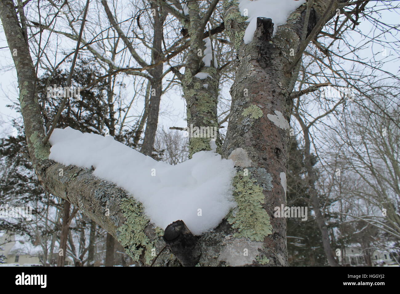 Moss on snow hi-res stock photography and images - Alamy