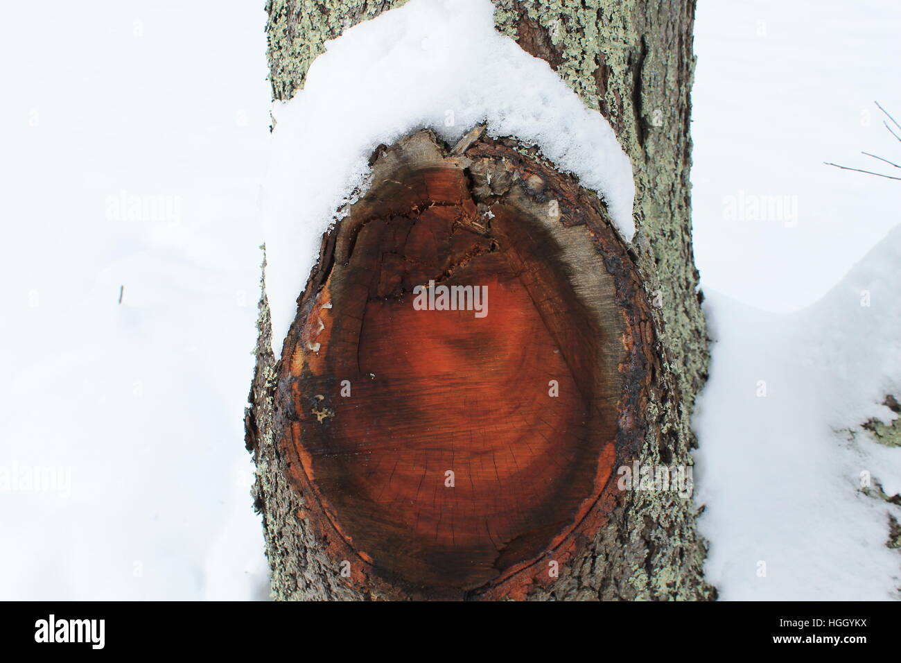 Cut limb hi-res stock photography and images - Alamy
