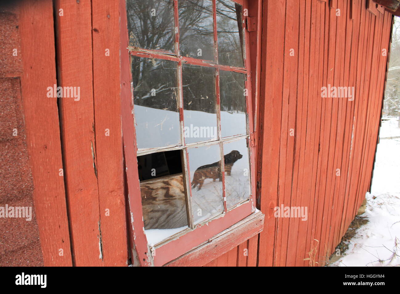 red barn with dogs reflection in the window Stock Photo - Alamy