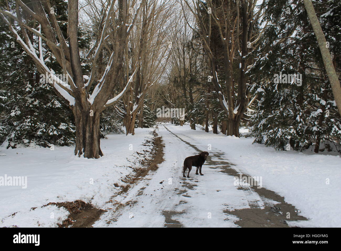 Dog in driveway Stock Photo - Alamy