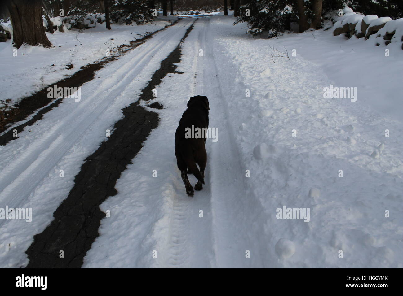 Chocolate lab in snow Stock Photo - Alamy