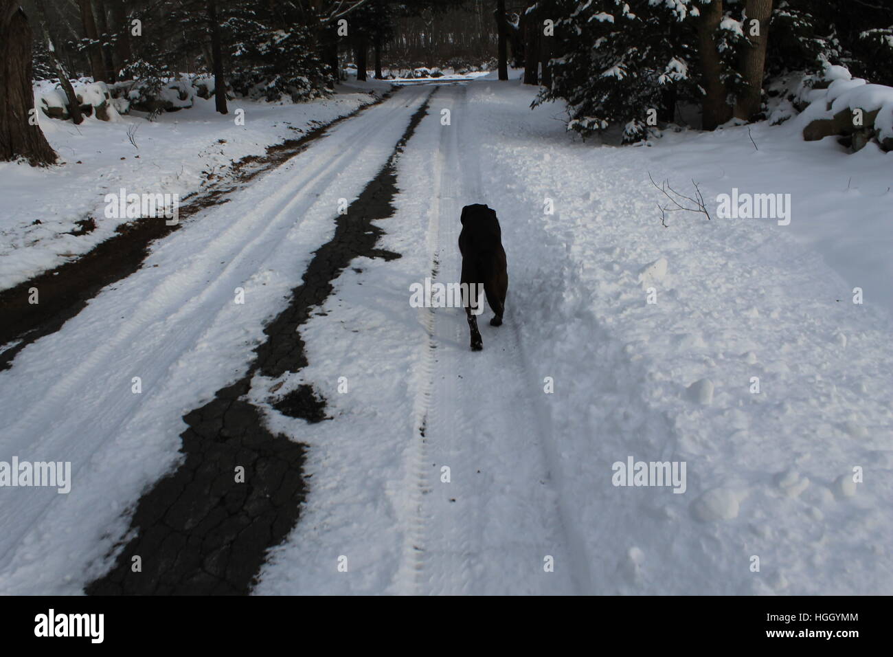 Chocolate lab in snow Stock Photo - Alamy