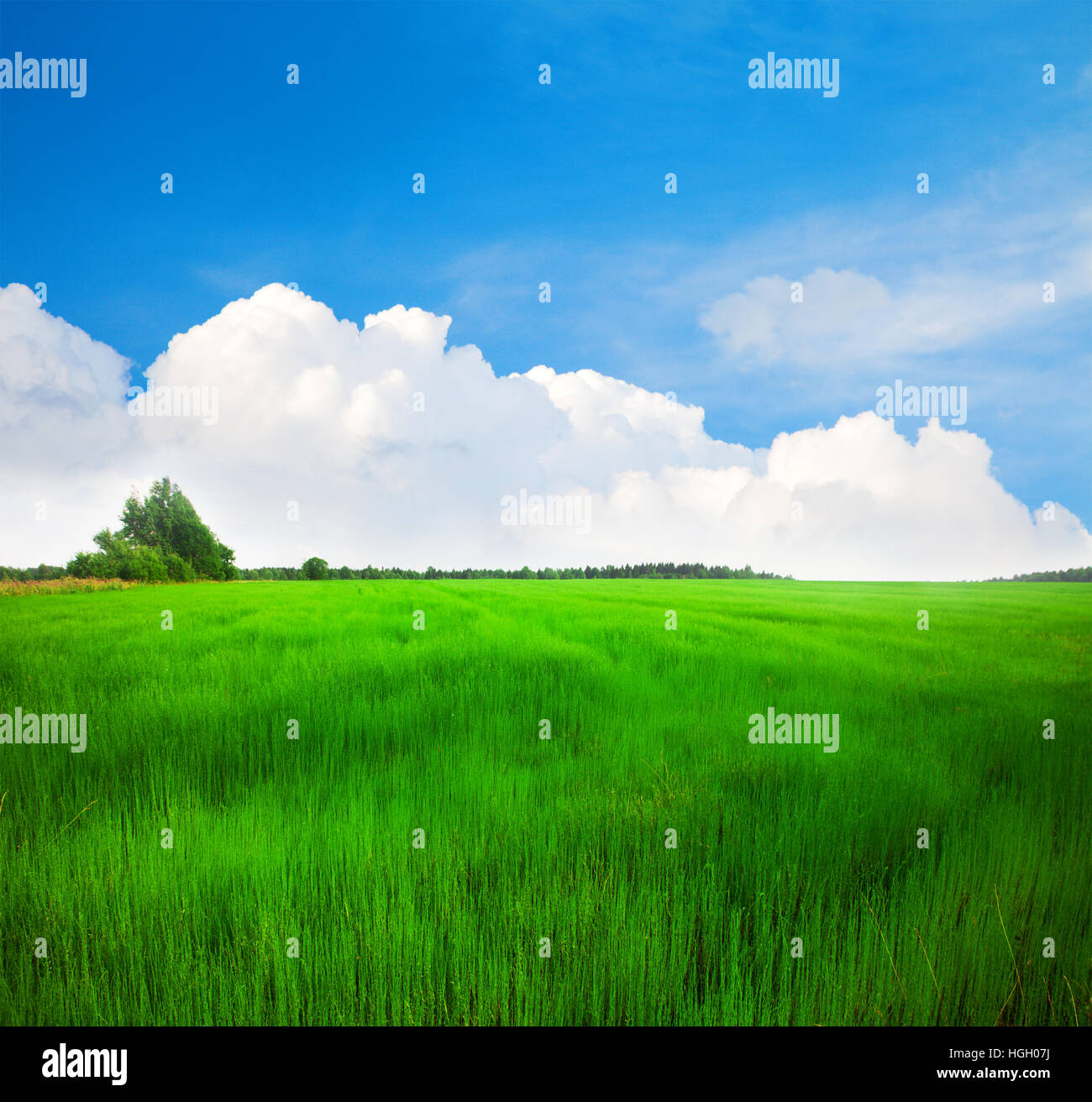 this is beautiful green field Stock Photo - Alamy