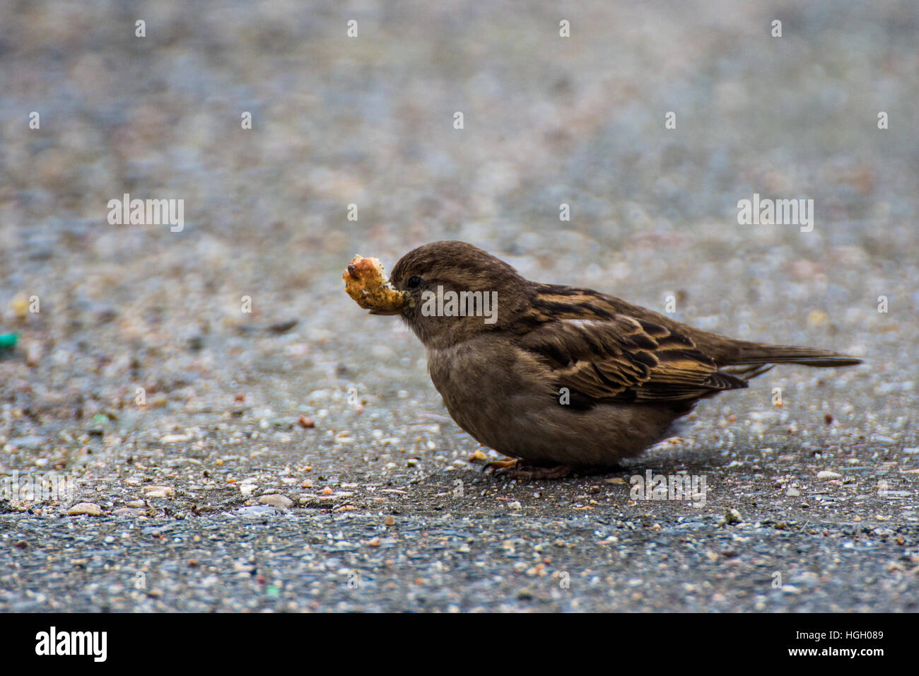 Sparrow with bread Stock Photo - Alamy