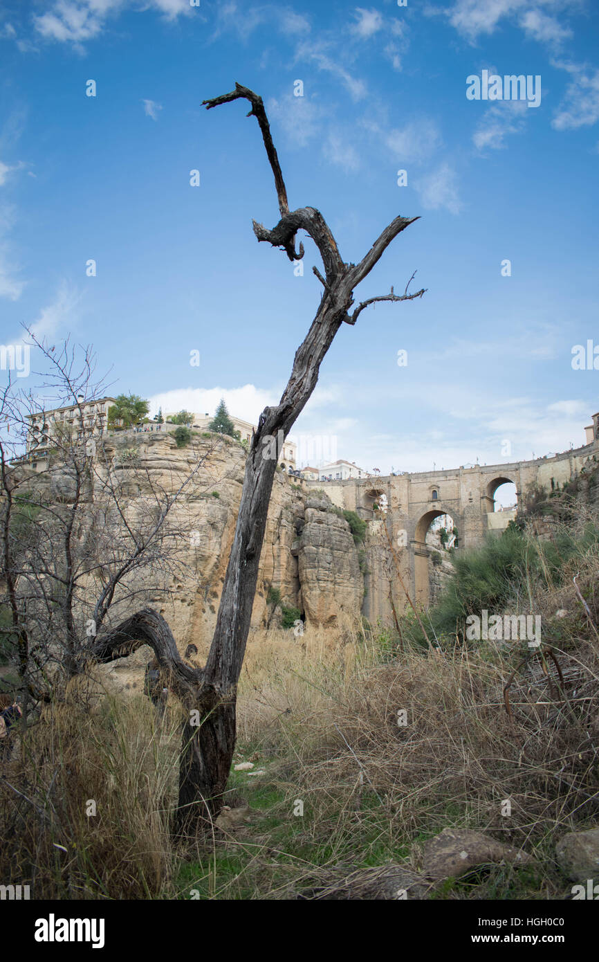 Tree with a beautiful background Stock Photo - Alamy