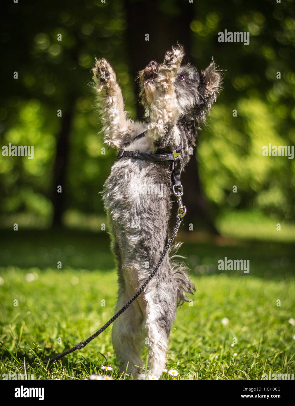 Dog bowtie woman hi-res stock photography and images - Alamy