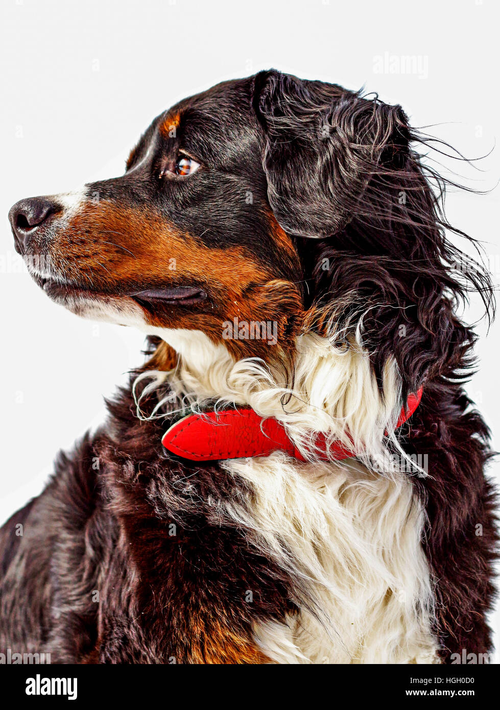 Bernese portrait hi-res stock photography and images - Alamy