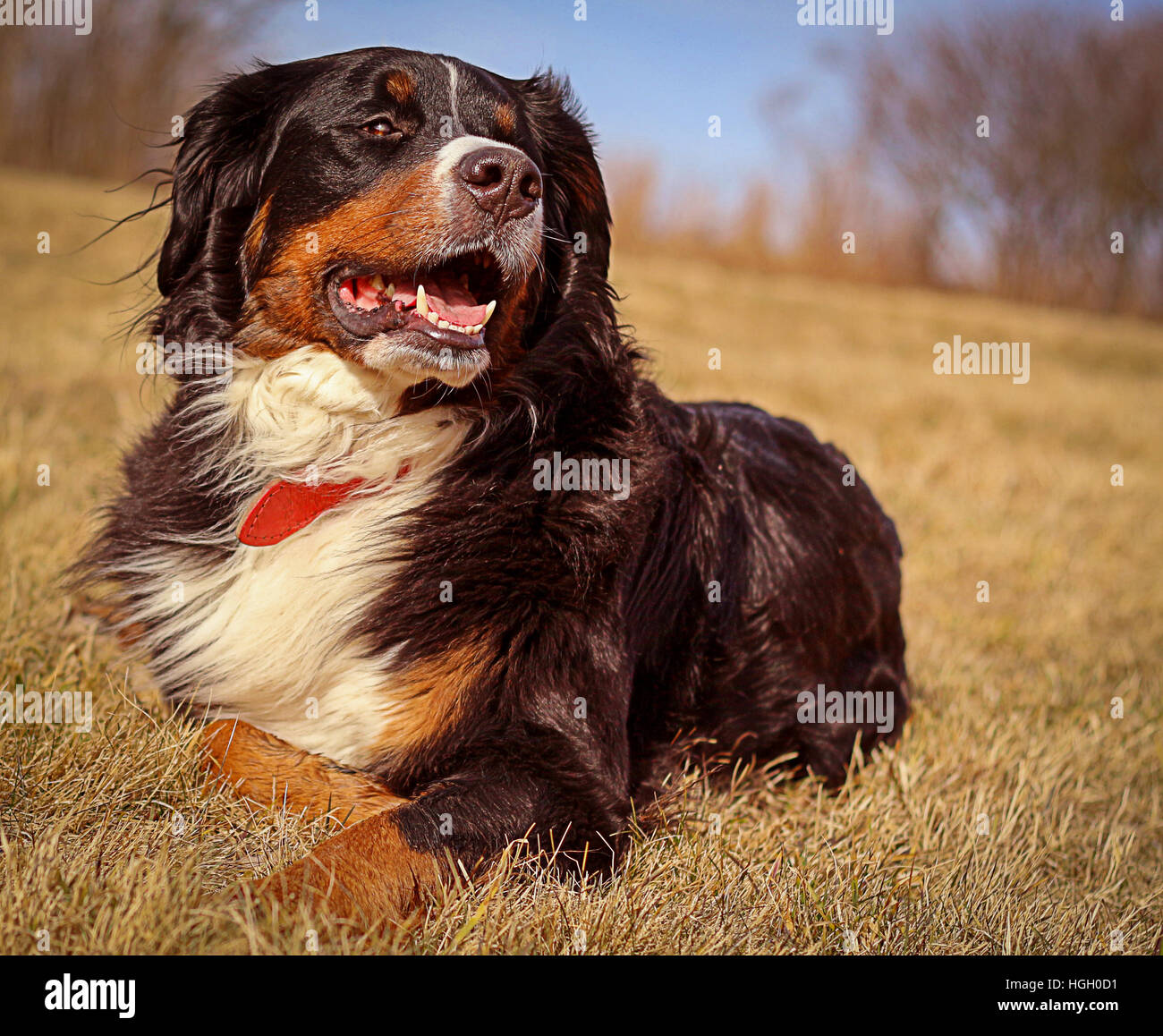 Beautiful bernese mountain dog hi-res stock photography and images - Alamy