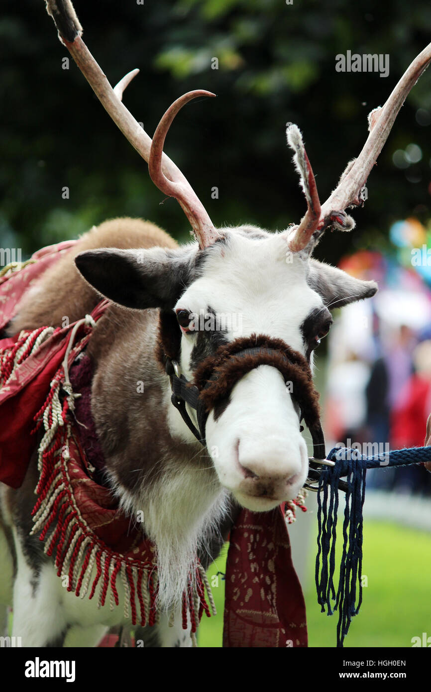 Reindeer Rangifer tarandus is in harness on holiday Stock Photo - Alamy