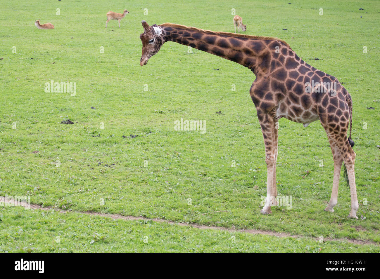 Giraffe folly farm wales hi-res stock photography and images - Alamy