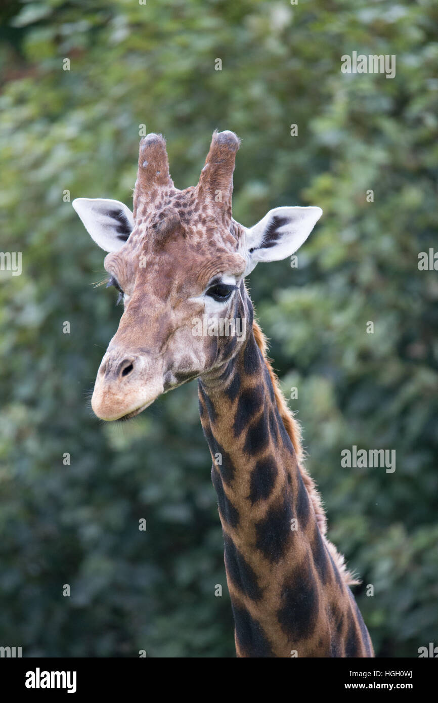 Giraffe folly farm wales hi-res stock photography and images - Alamy