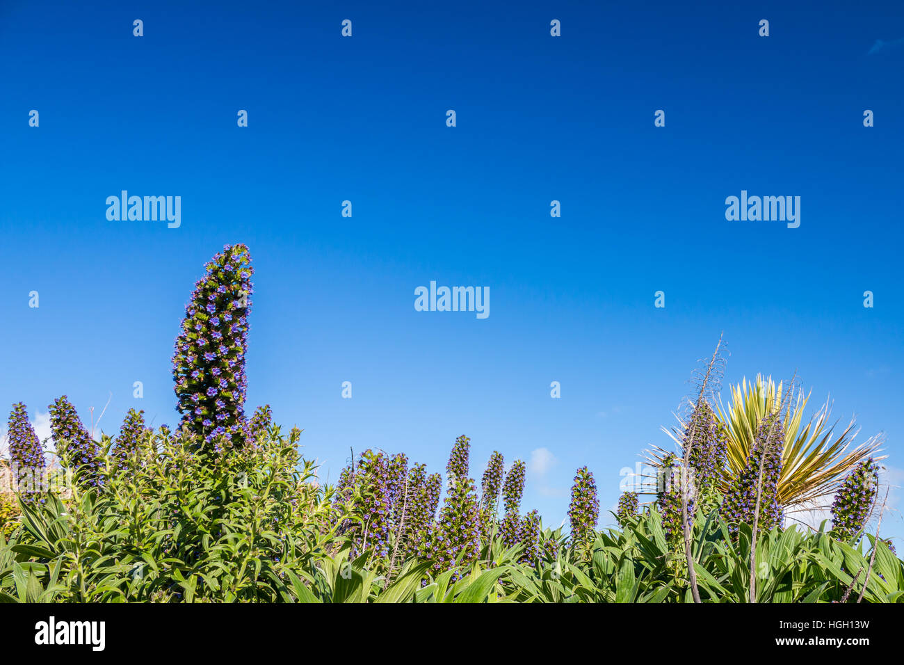 Tree echium Echium piniana, against a blue sky background, Isles of ...